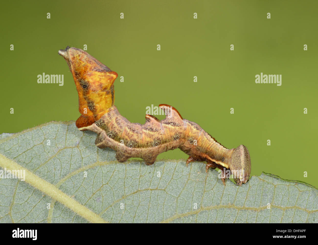Pebble prominent moth caterpillar hi-res stock photography and images ...