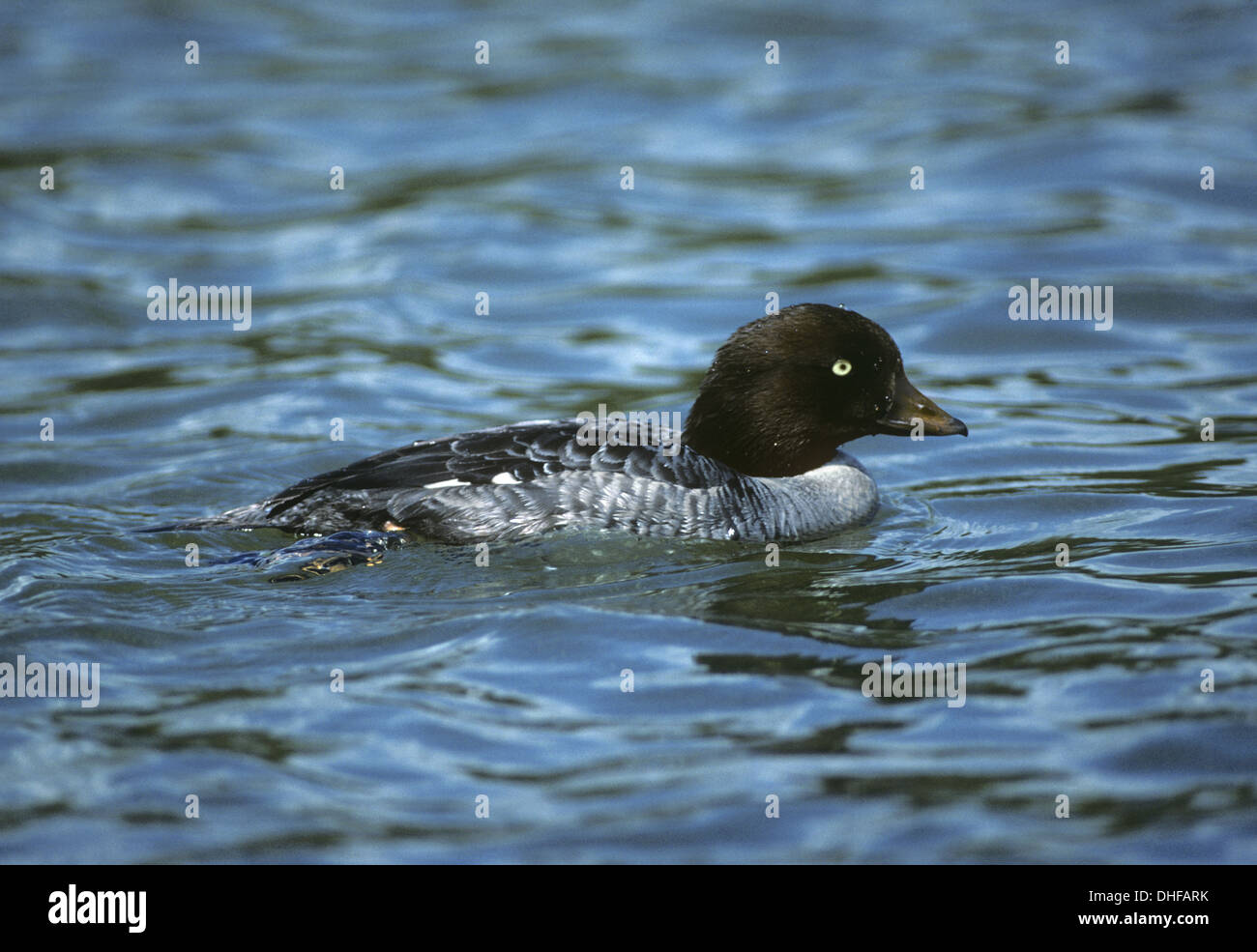Barrow's Goldeneye - Bucephala islandica - female Stock Photo - Alamy
