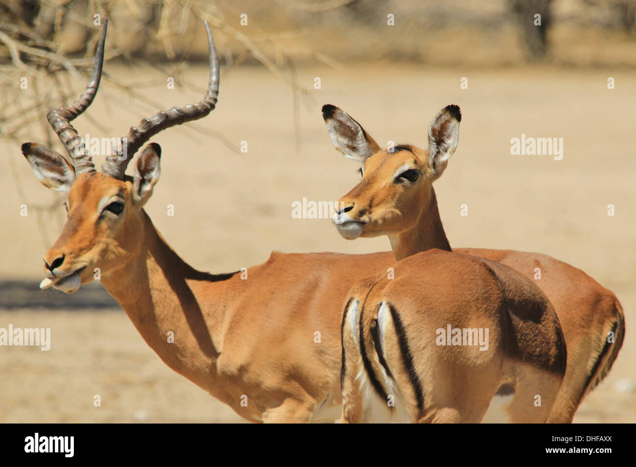 Common Impala - Wildlife Background from Africa - Beautiful and Fun ...