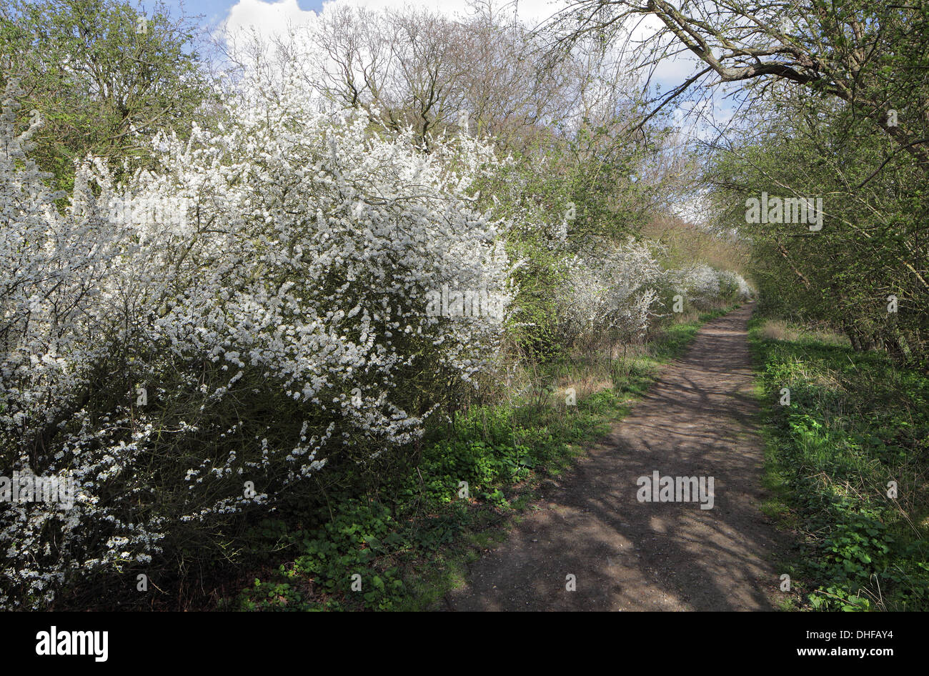 Blackthorn in bloom along a country path. Blackthorn Prunus spinosa ...