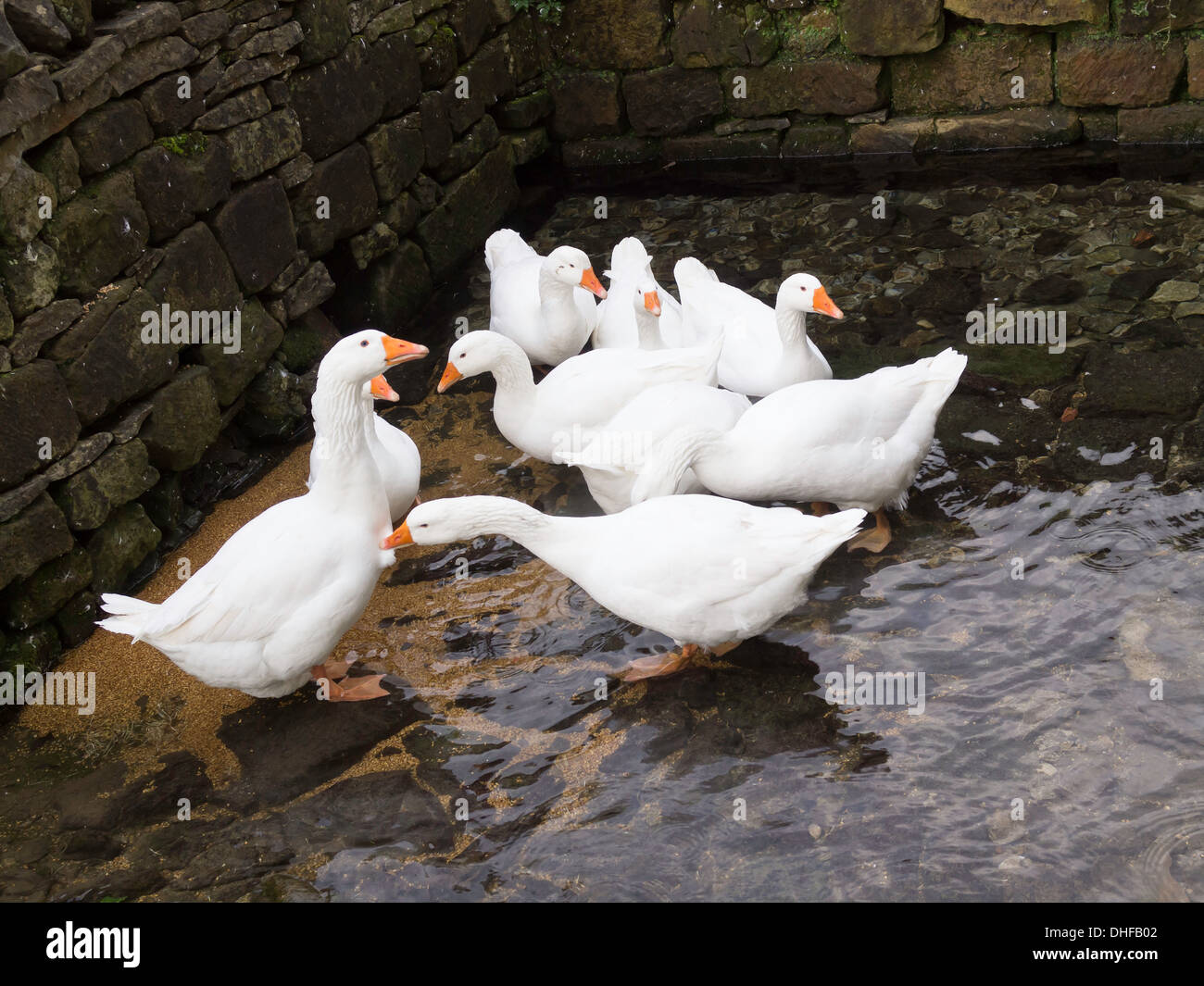 A small flock of domestic farmyard white geese standing in a shallow ...