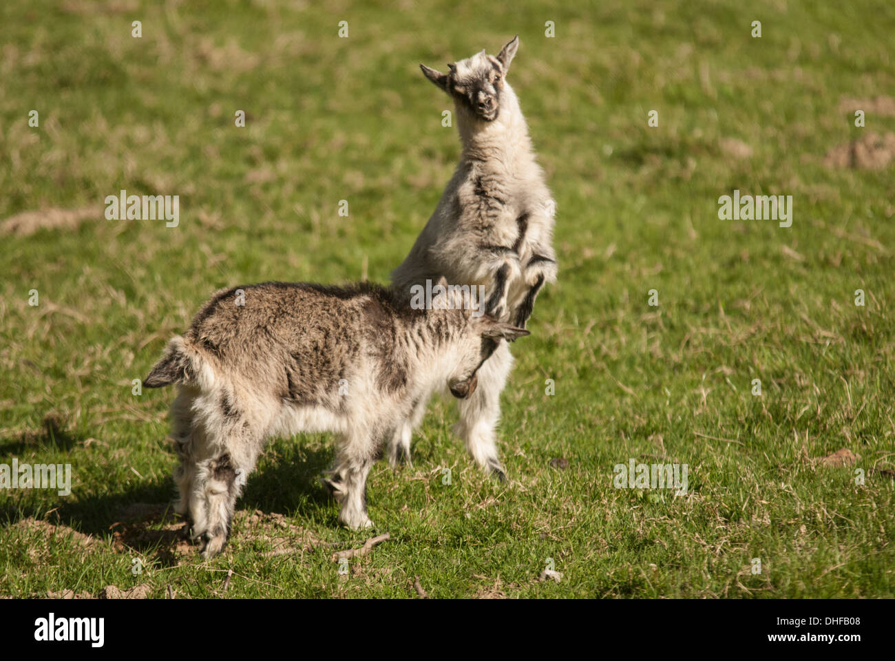 Semi feral goats hi-res stock photography and images - Alamy