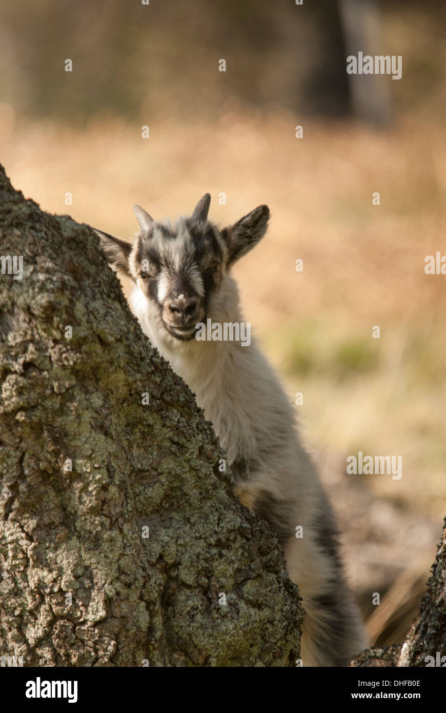 Semi feral goats hi-res stock photography and images - Alamy
