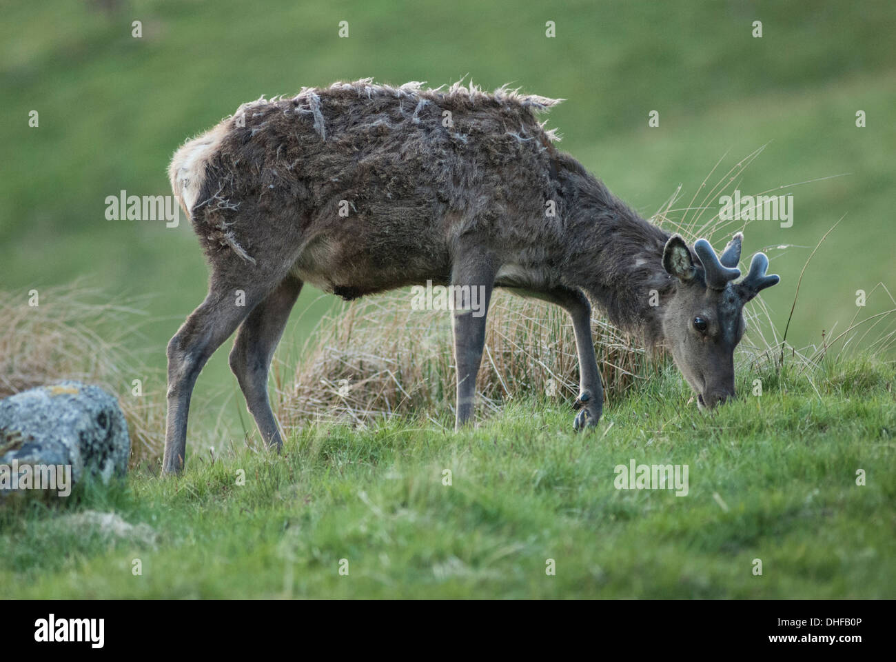 Velvet valley hi-res stock photography and images - Alamy