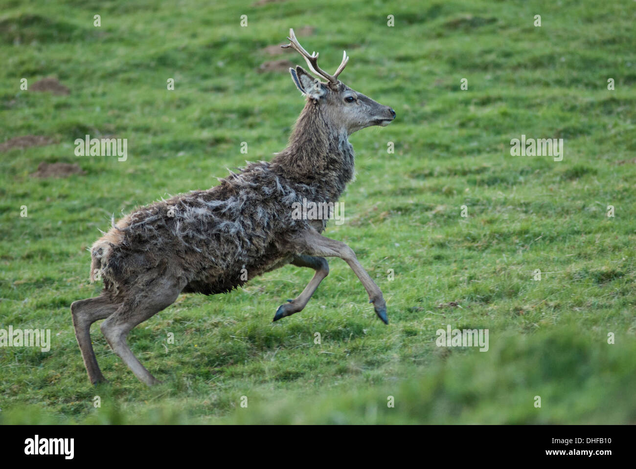Adult Stag running on grassland Stock Photo - Alamy