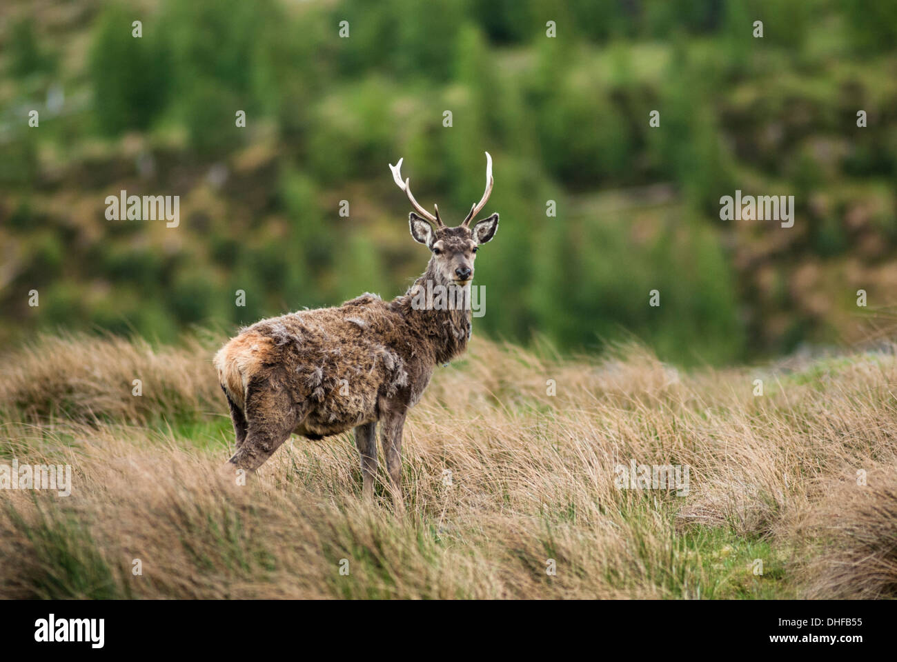 Stag places hi-res stock photography and images - Alamy