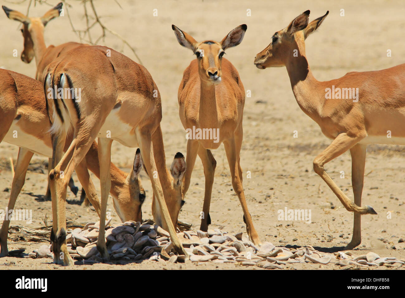 Common Impala - Wildlife Background from Africa - Beautiful and Fun ...