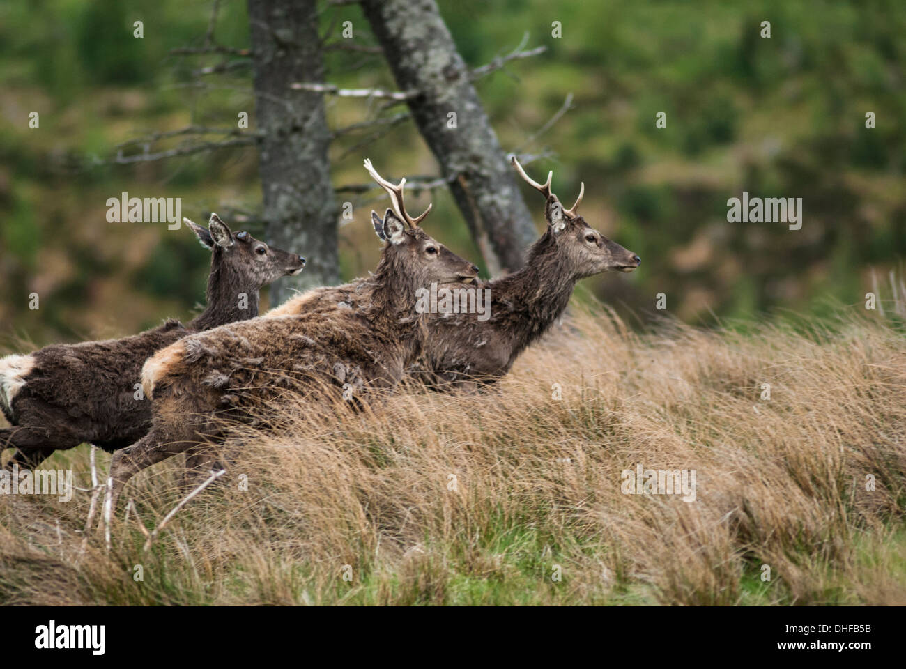 Stags in antlers moving from left to right in long grass Stock Photo ...