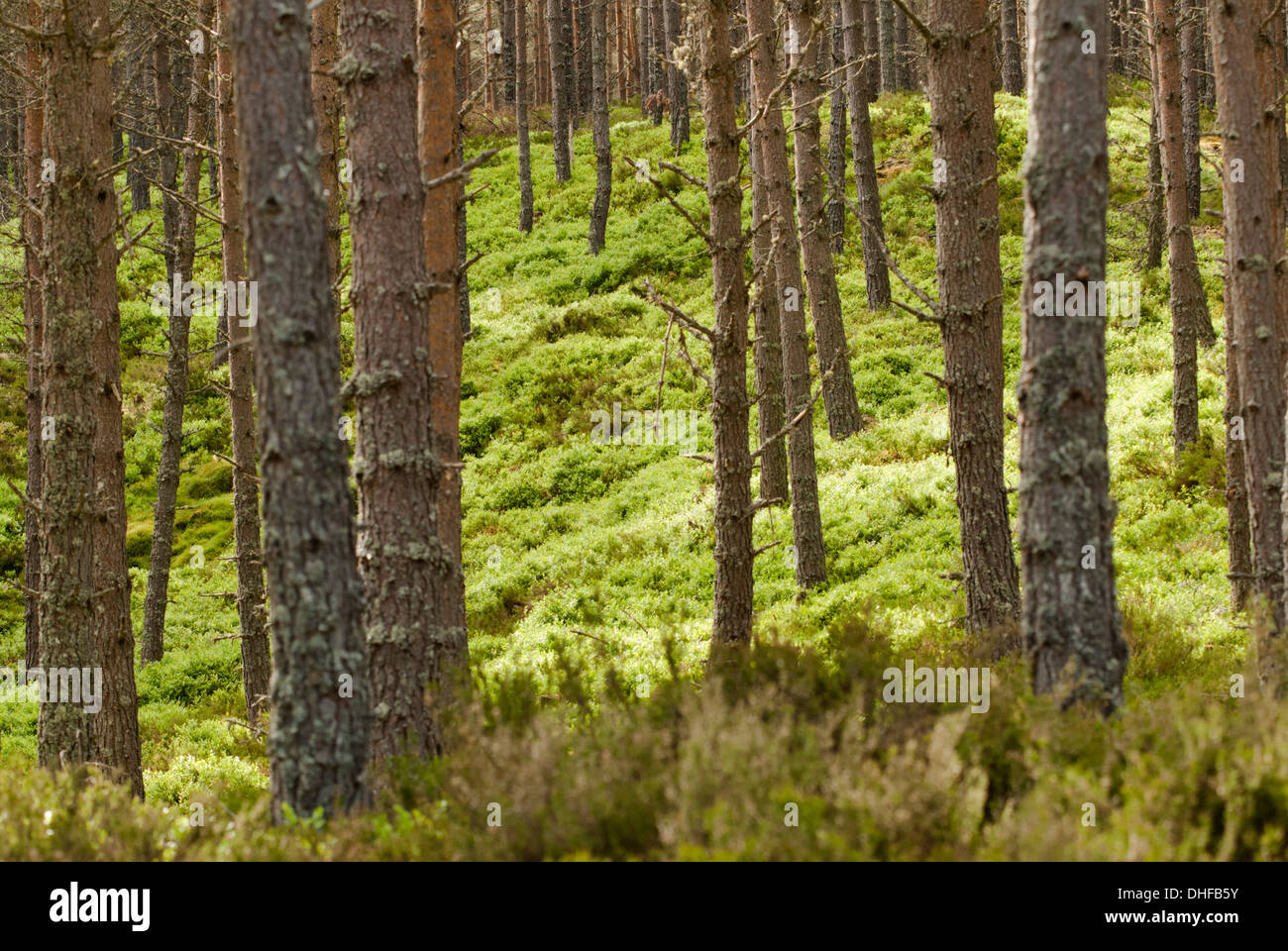 Restructured commercial Scots pine forest in Scotland Stock Photo - Alamy
