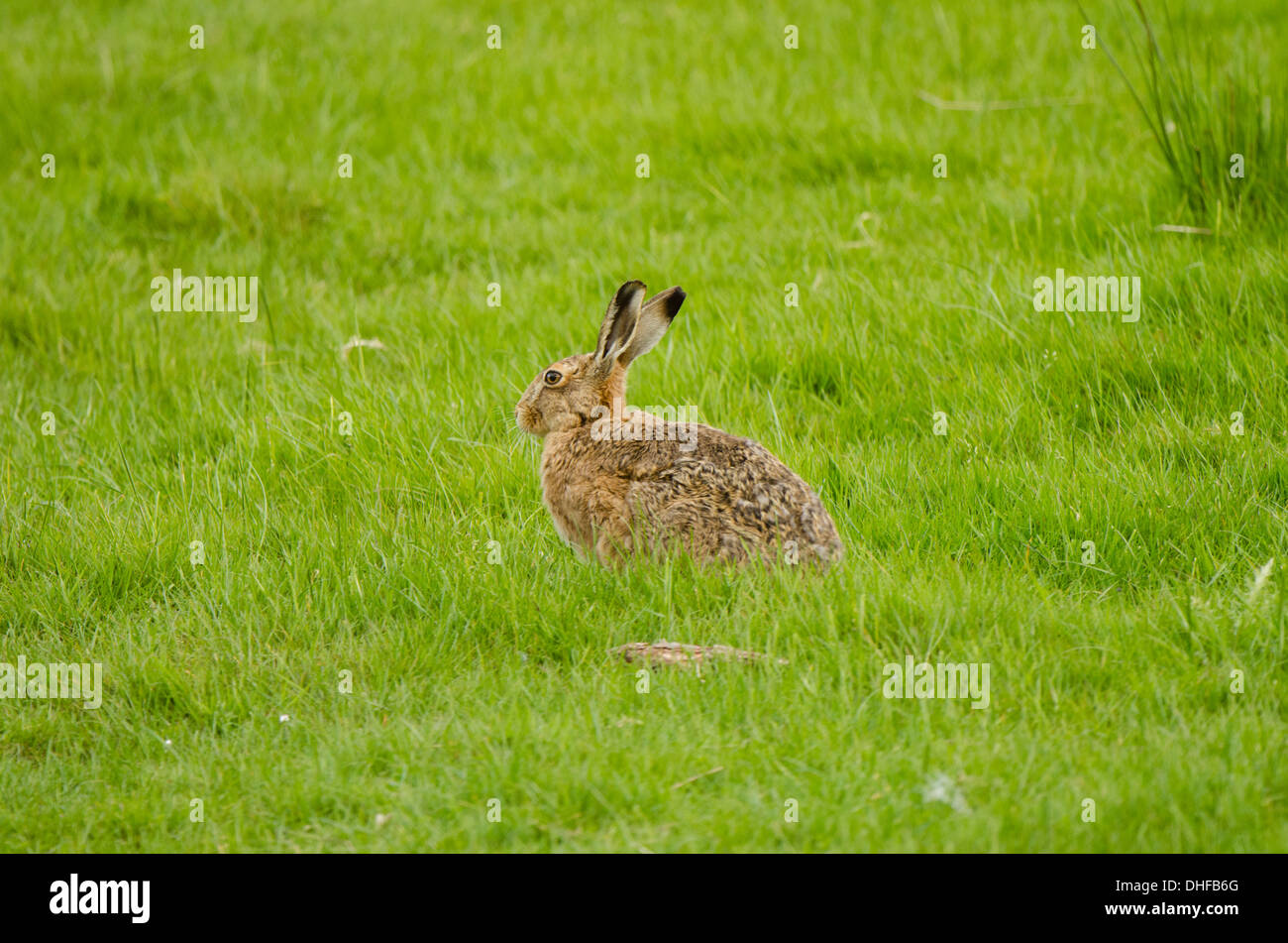 Brown Hare resting central in frame on grassland Stock Photo - Alamy