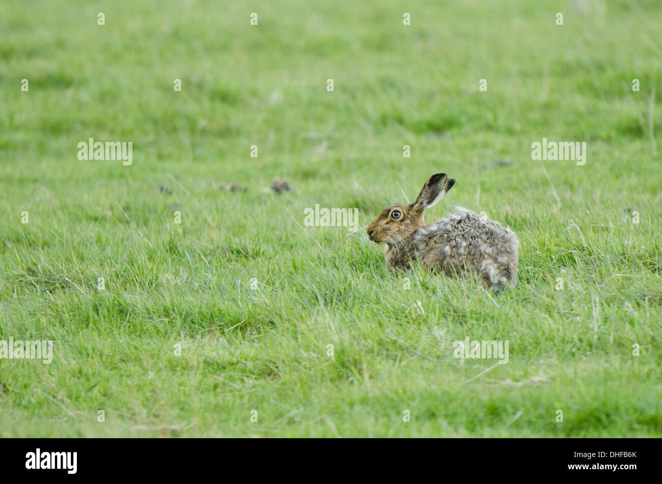 Brown Hare resting to the right in frame on grassland Stock Photo - Alamy