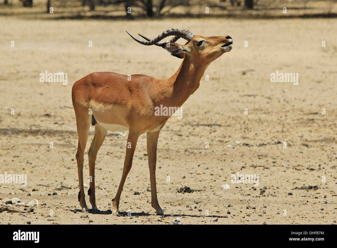 Common Impala - Wildlife Background from Africa - Beautiful and Fun ...