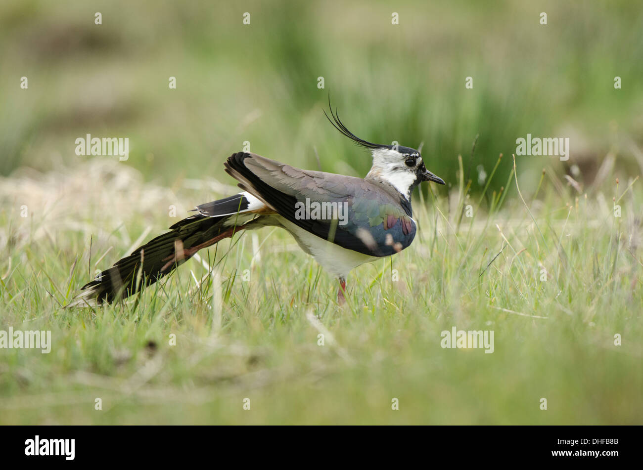 Adult male wing-stretching Stock Photo - Alamy