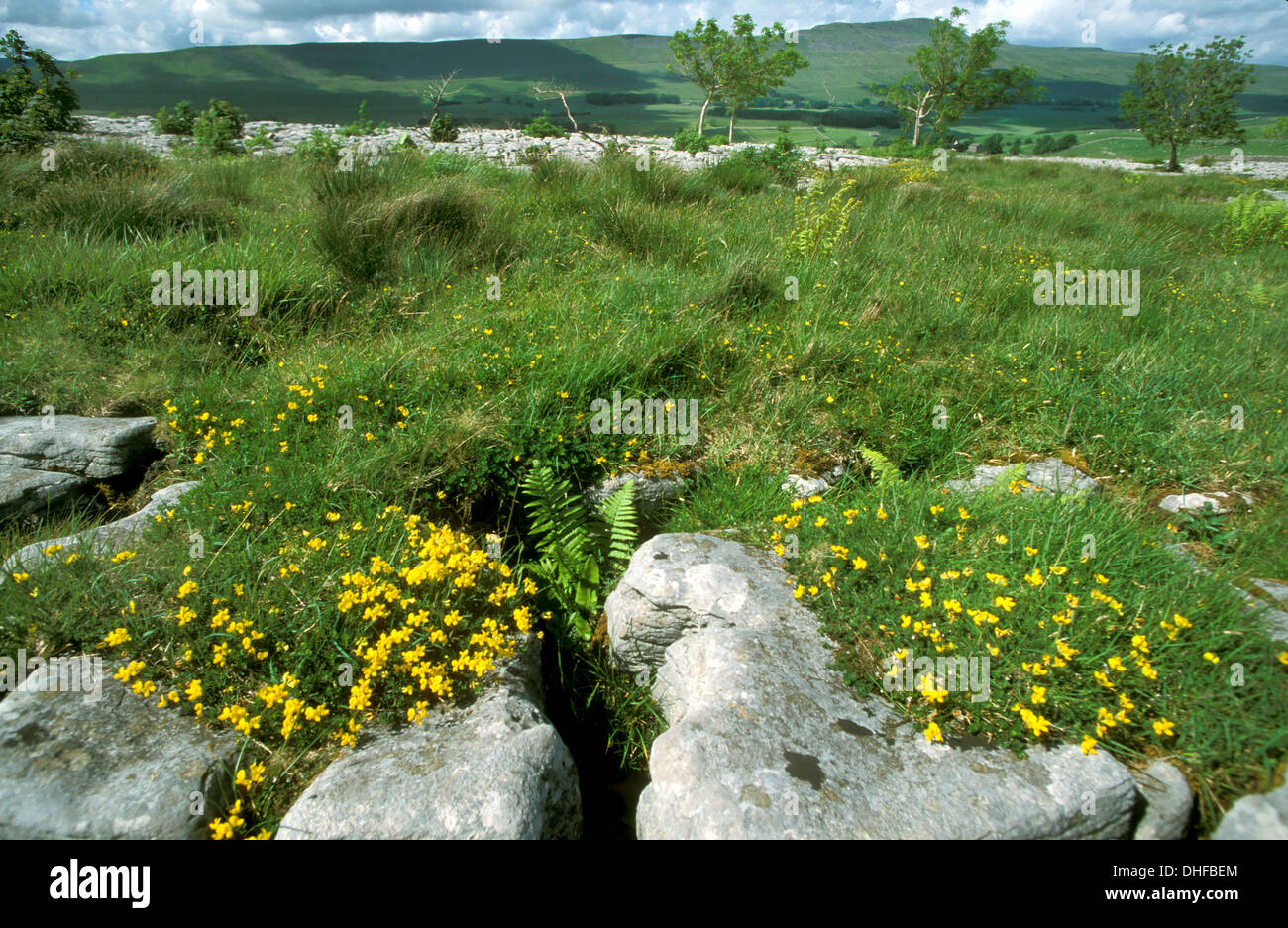 Limestone pavement, Yorkshire Dales, UK Stock Photo - Alamy