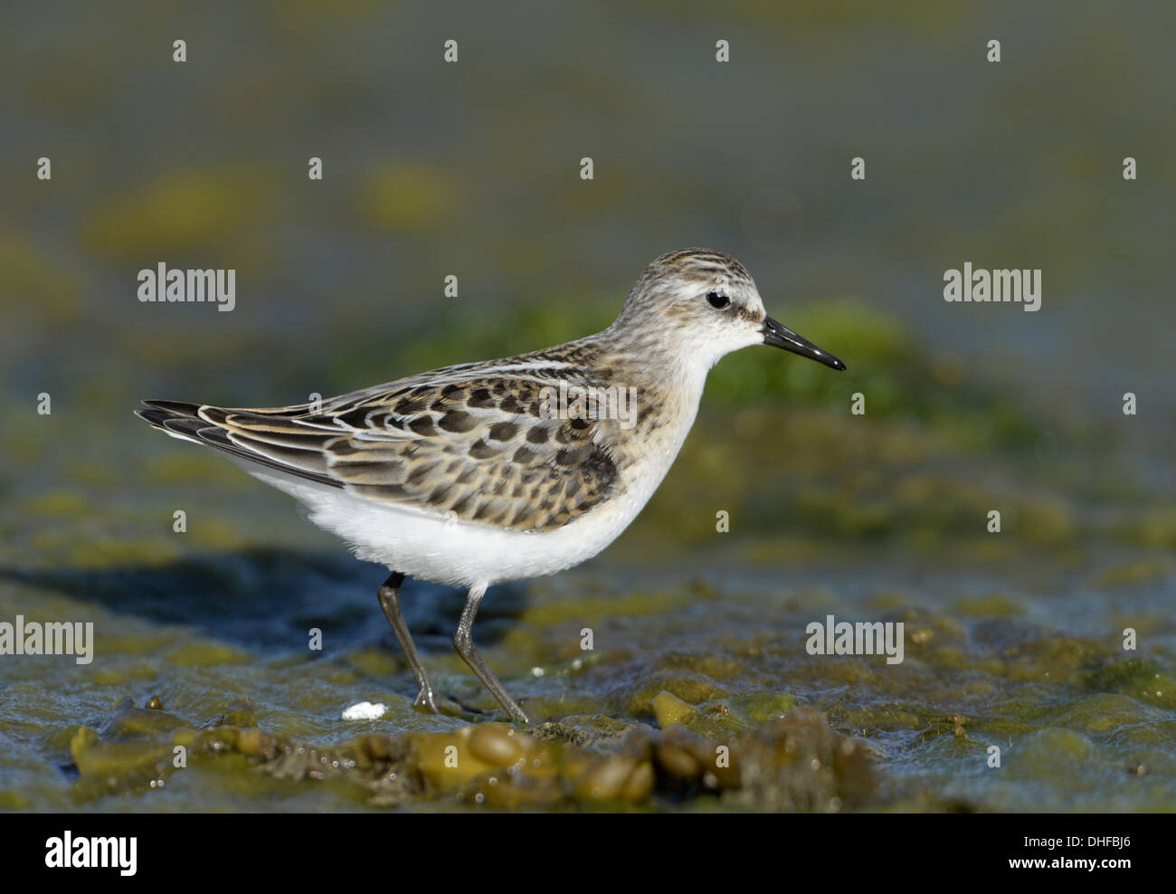 Little Stint Calidris minuta Stock Photo - Alamy