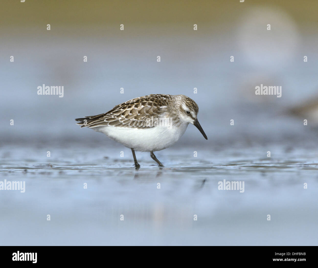 Semipalmated Sandpiper - Calidris pusilla Stock Photo - Alamy