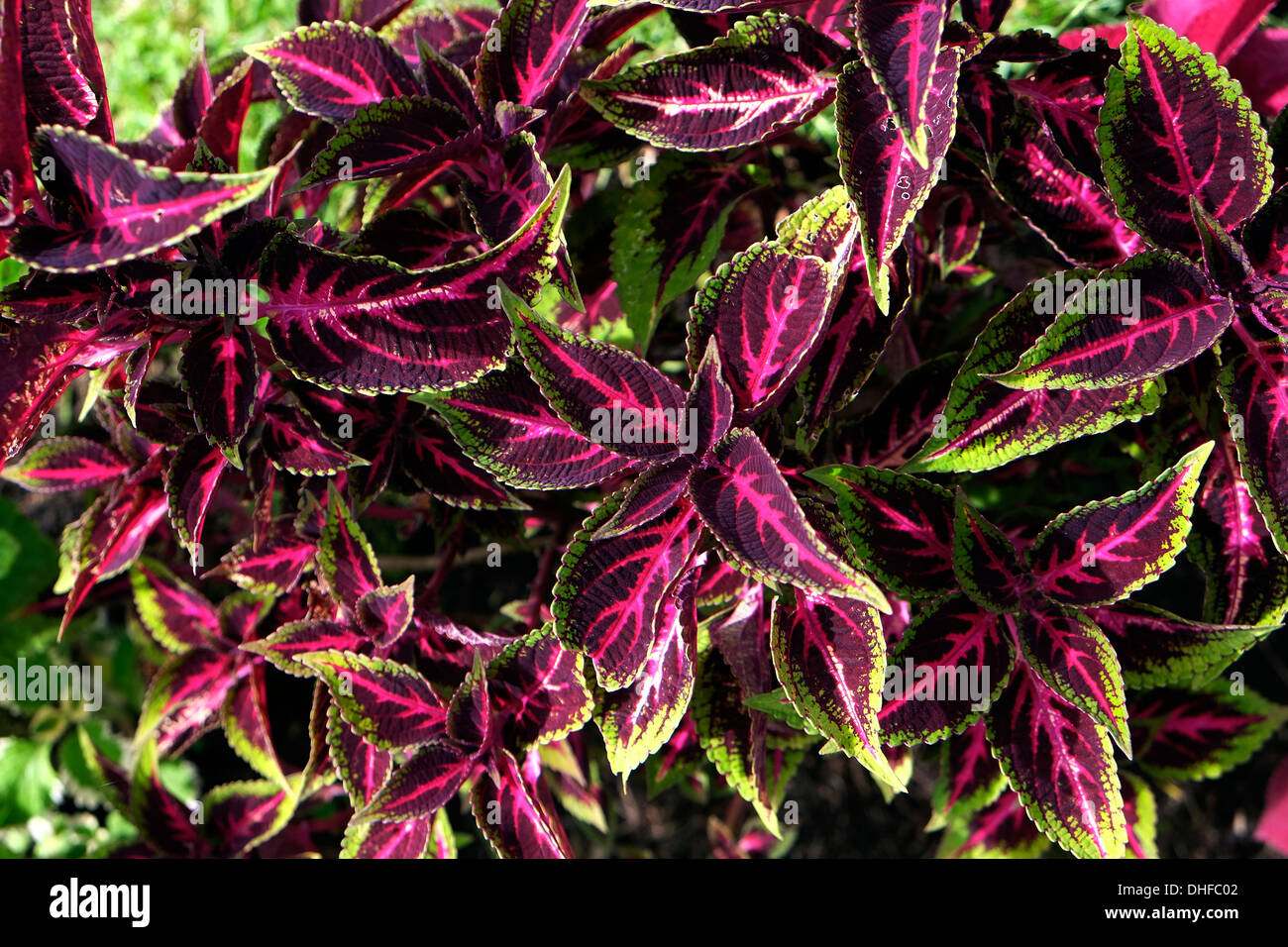 Oxblood hi-res stock photography and images - Alamy