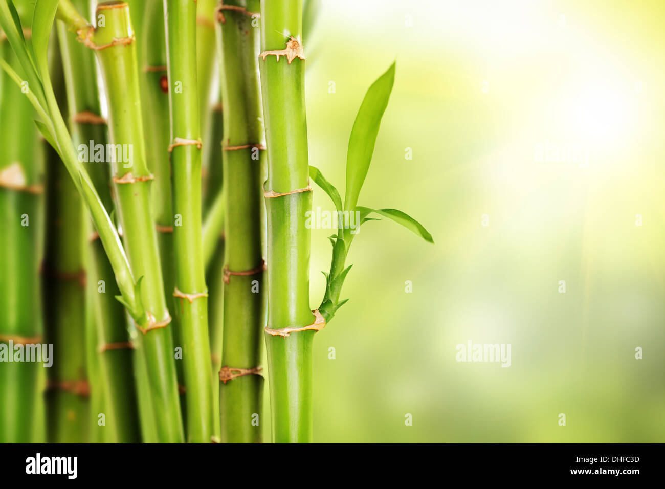 Bamboo stick hi-res stock photography and images - Alamy