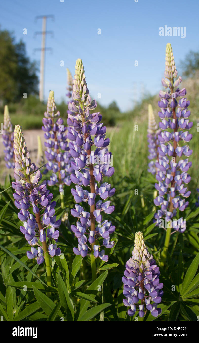 Lupines hi-res stock photography and images - Alamy