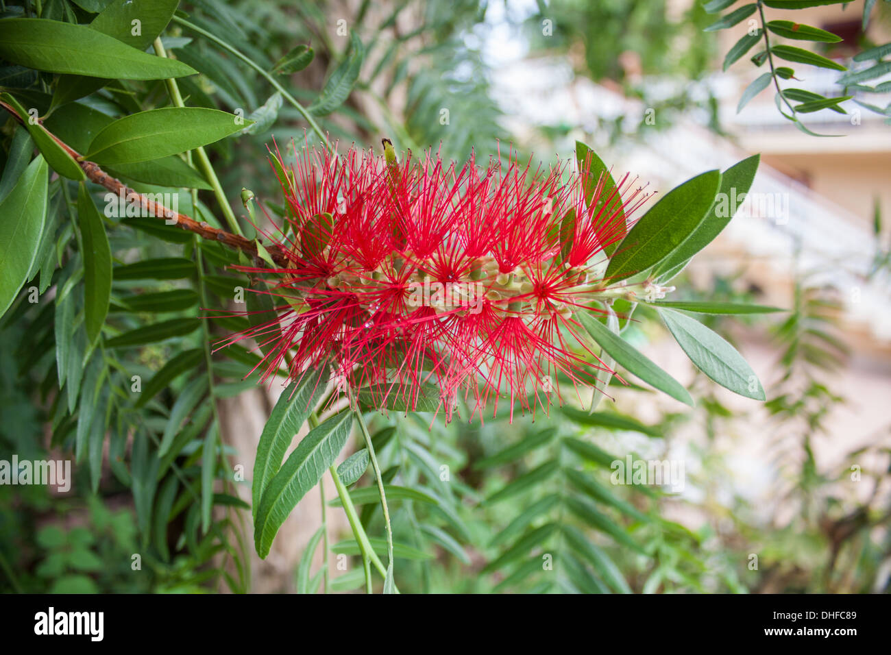 Red and green nature hi-res stock photography and images - Alamy