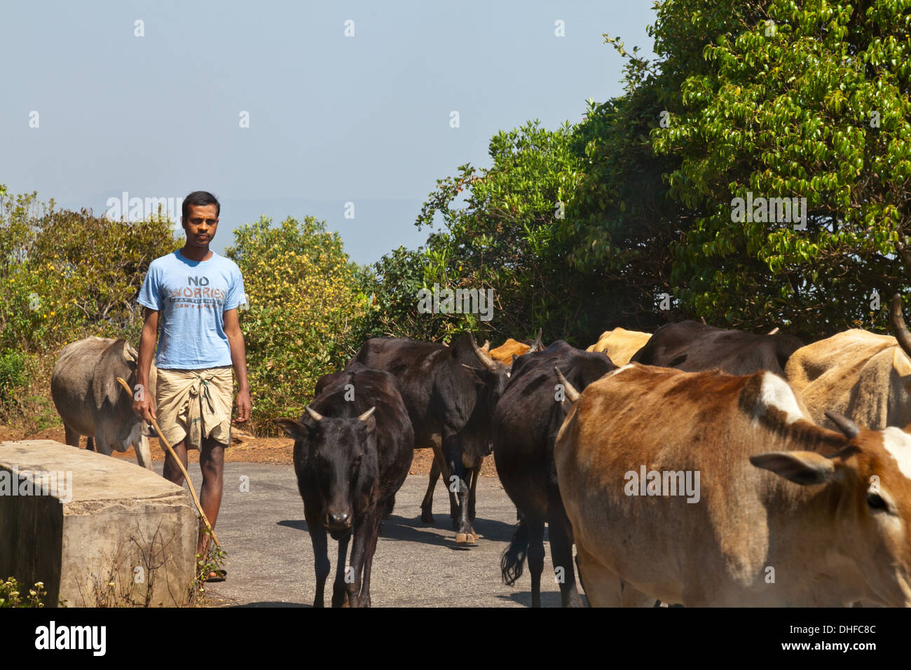 Shepherd with cows in India Stock Photo - Alamy