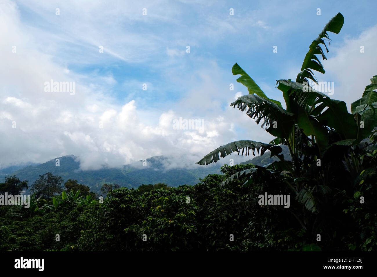 tropical rainforest Republic of Panama Stock Photo - Alamy