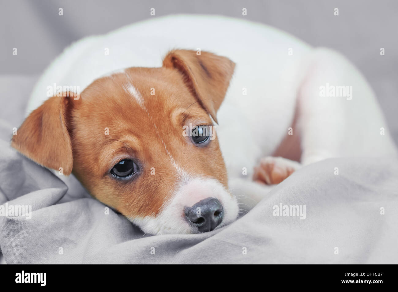 jack russel terrier on grey sheet Stock Photo - Alamy
