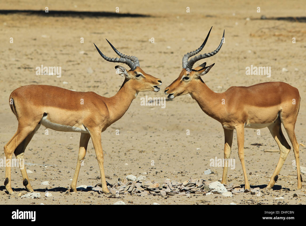 Common Impala - Wildlife Background from Africa - Beautiful and Fun ...