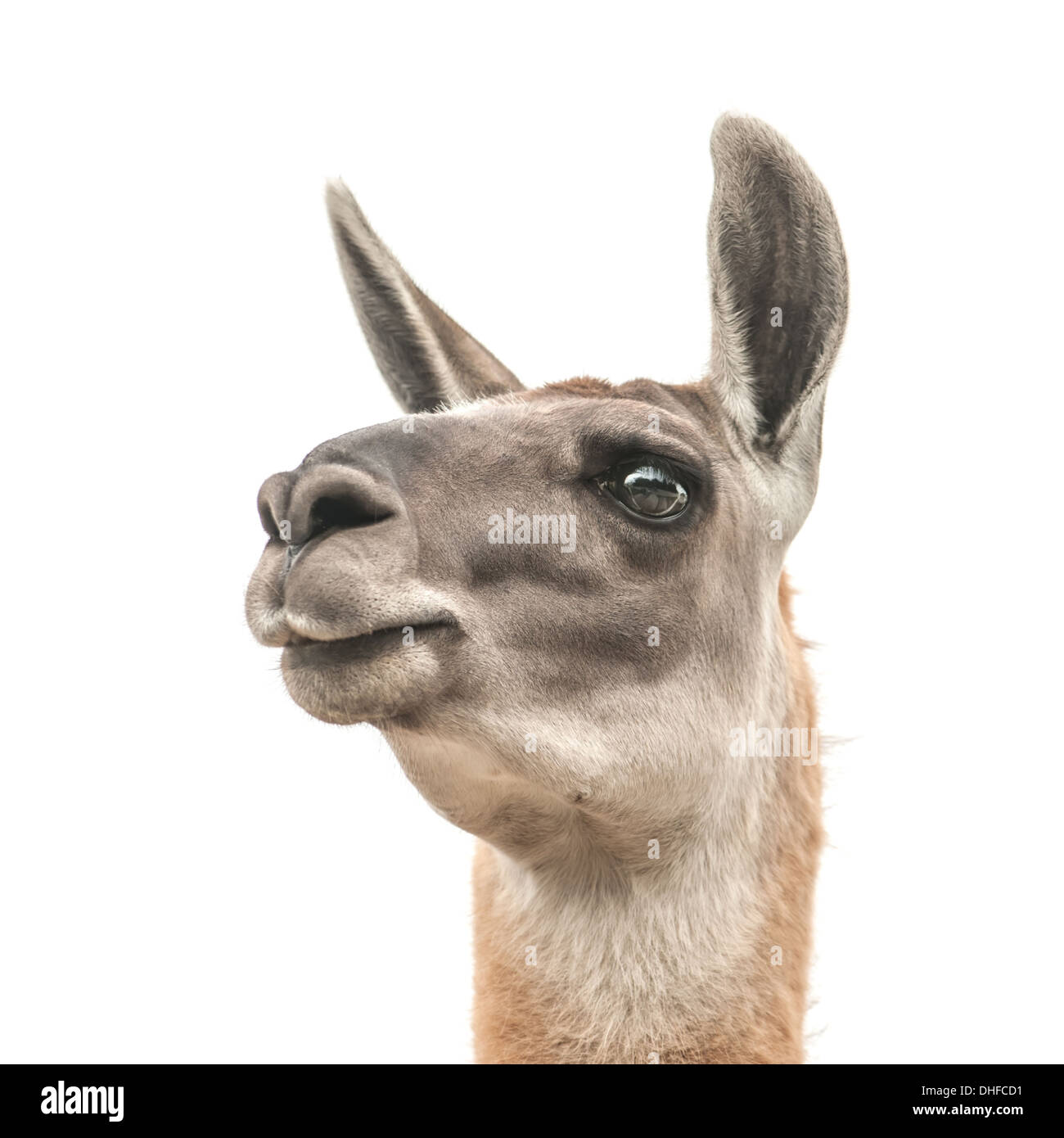 llama head isolated on white Stock Photo - Alamy