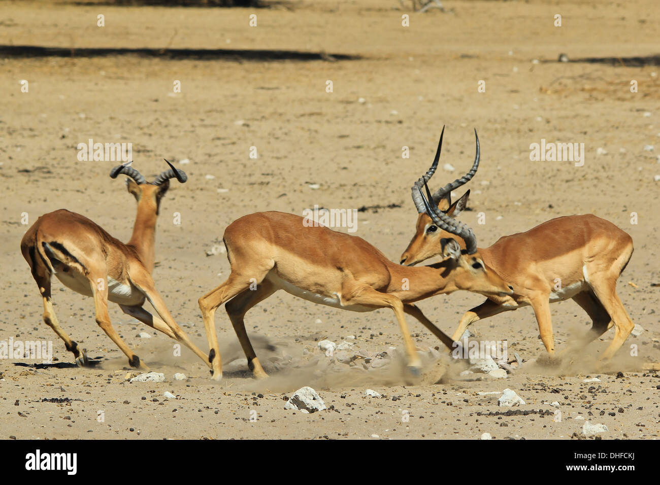 Common Impala - Wildlife Background from Africa - Beautiful and Fun ...