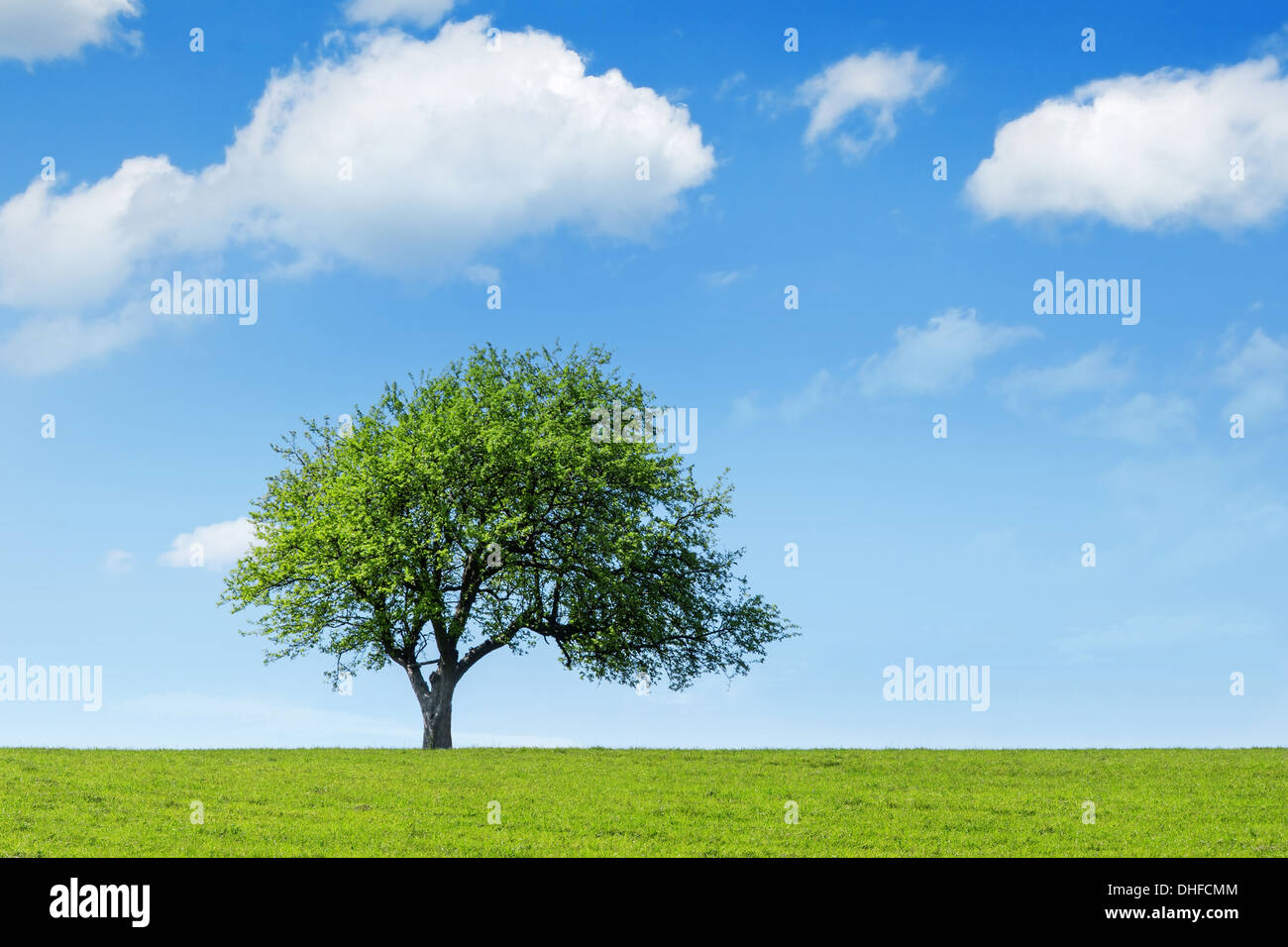Tree view sky clouds hi-res stock photography and images - Alamy