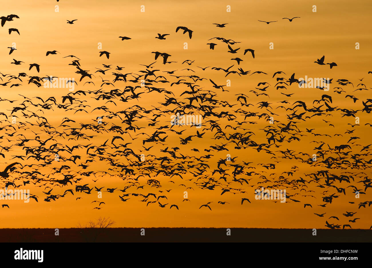 Snow Goose - Chen caerulescens - Flock in Flight Stock Photo - Alamy
