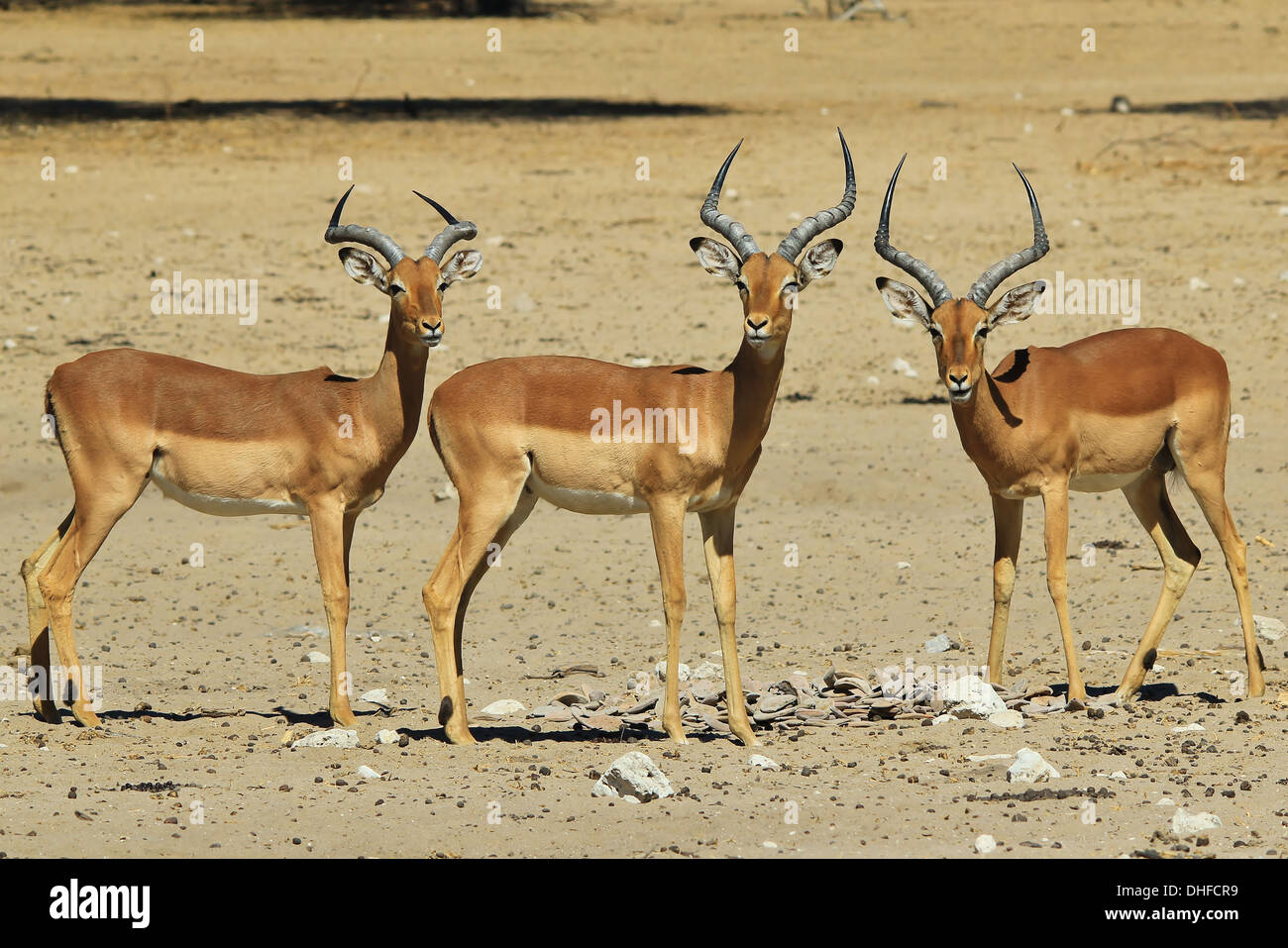 Common Impala - Wildlife Background from Africa - Beautiful and Fun ...