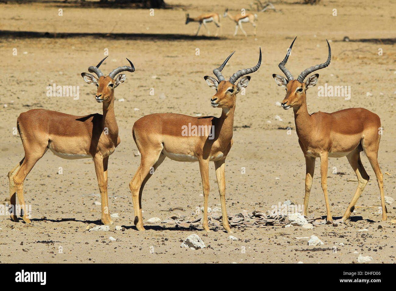 Common Impala - Wildlife Background from Africa - Beautiful and Fun ...