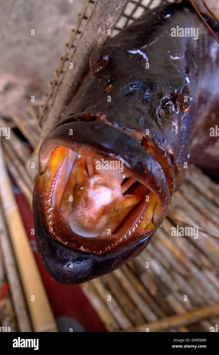 Tropical fish in a kitchen in San Blas Islands an indigenous province ...