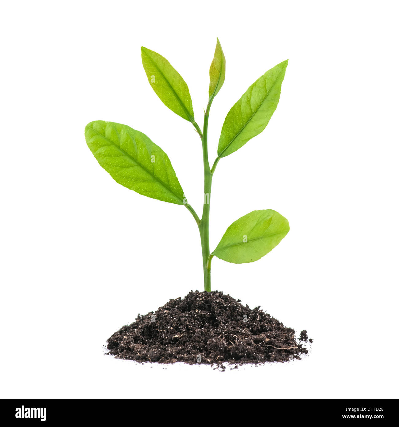 small tree isolated on white Stock Photo - Alamy