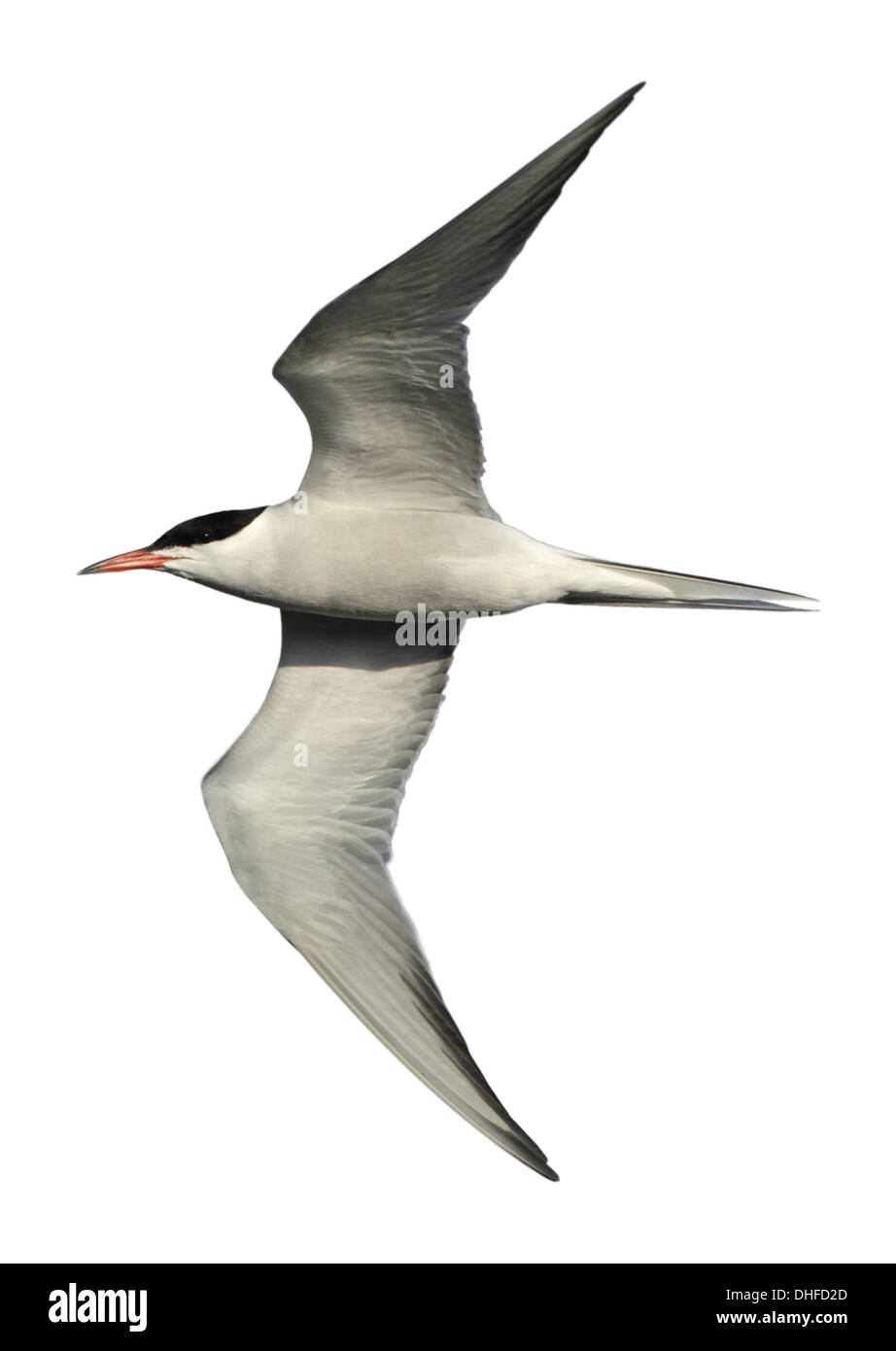 Common Tern Sterna hirundo Stock Photo - Alamy