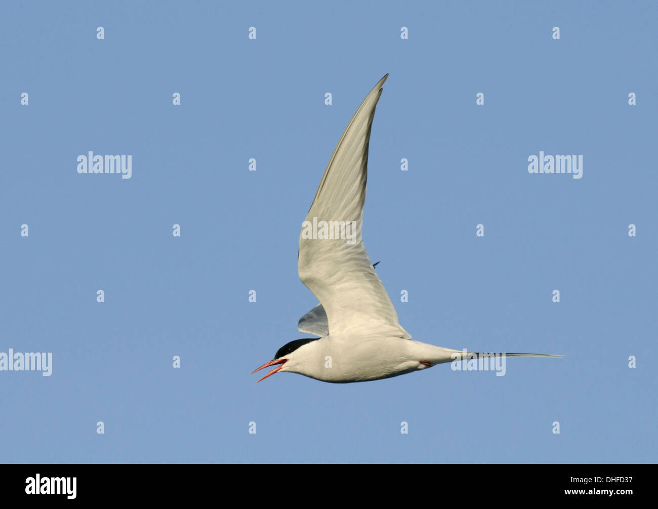 Sterna paradisaea migration hi-res stock photography and images - Alamy