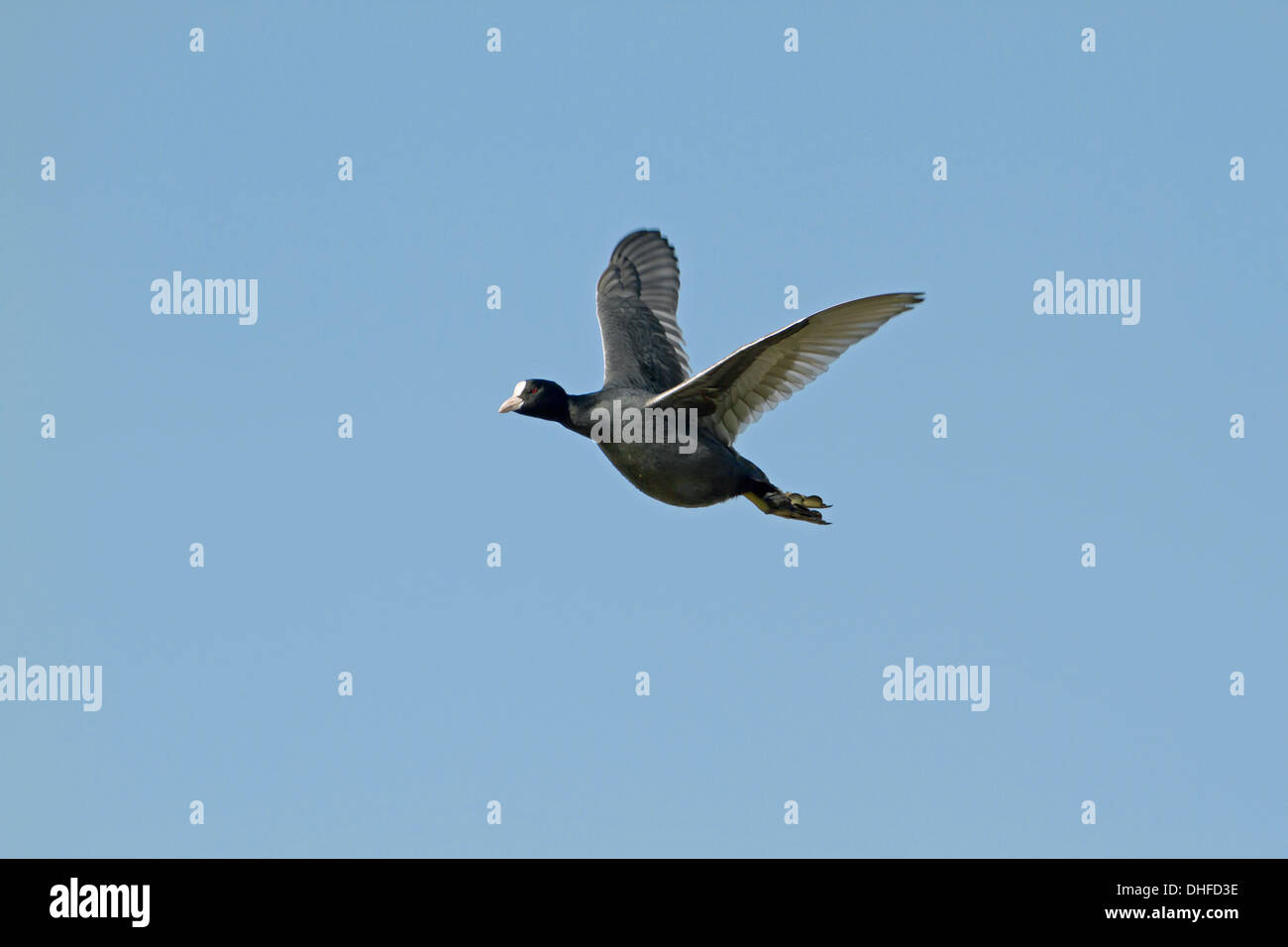 Coot in flight hi-res stock photography and images - Alamy