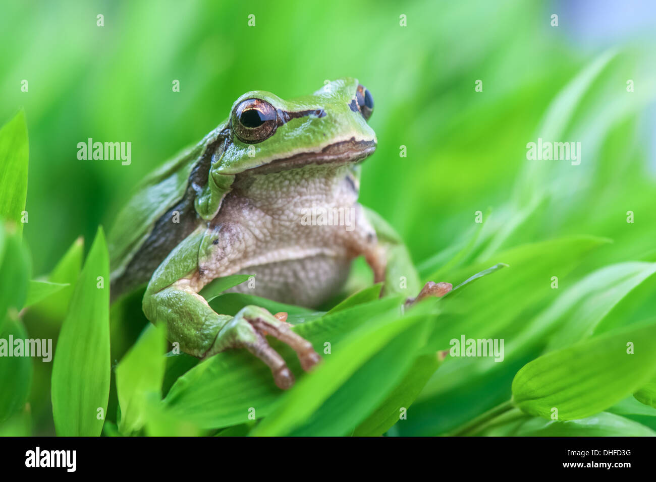 tree frog on grass stem closeup Stock Photo - Alamy