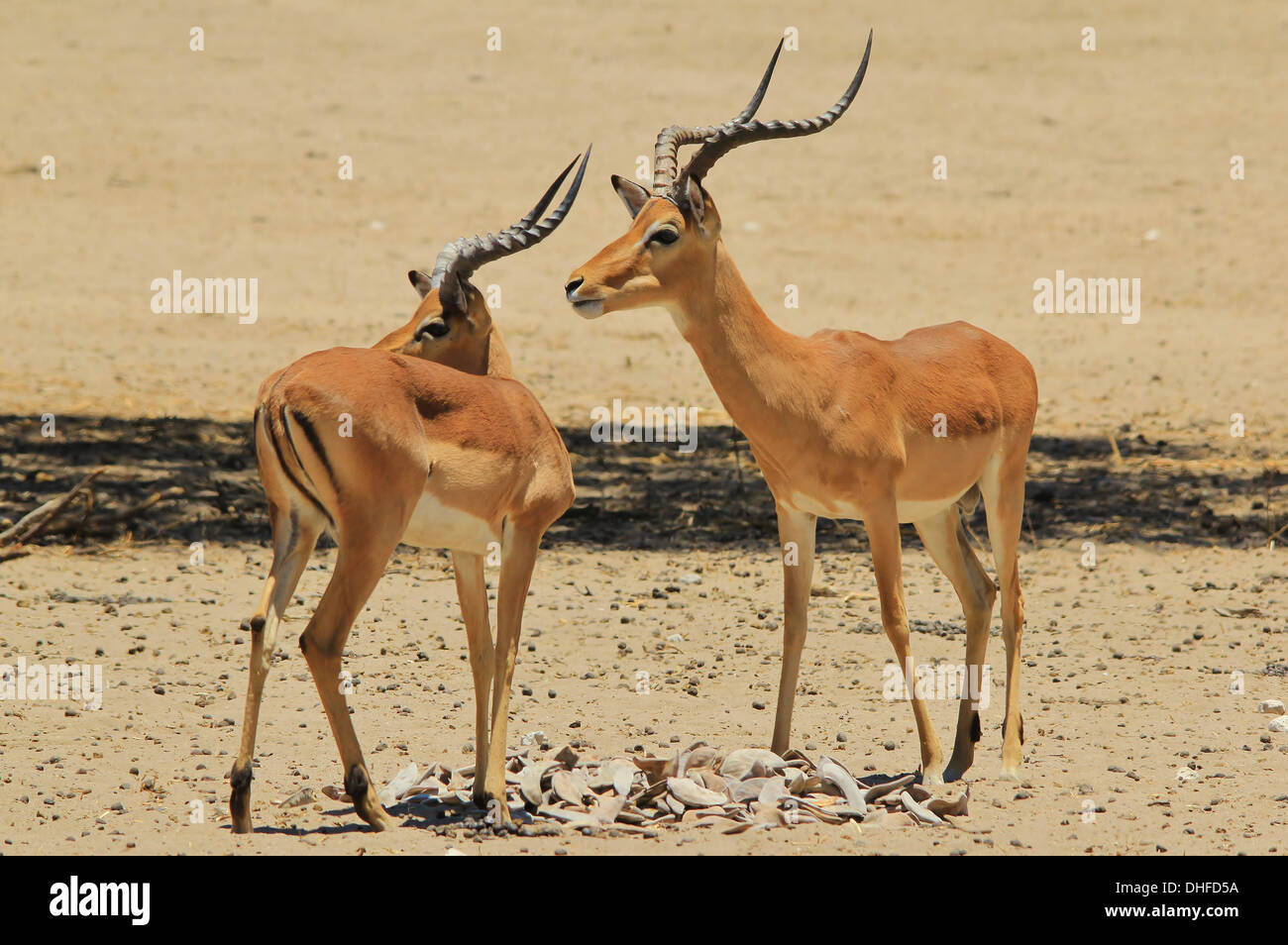 Common Impala - Wildlife Background from Africa - Beautiful and Fun ...