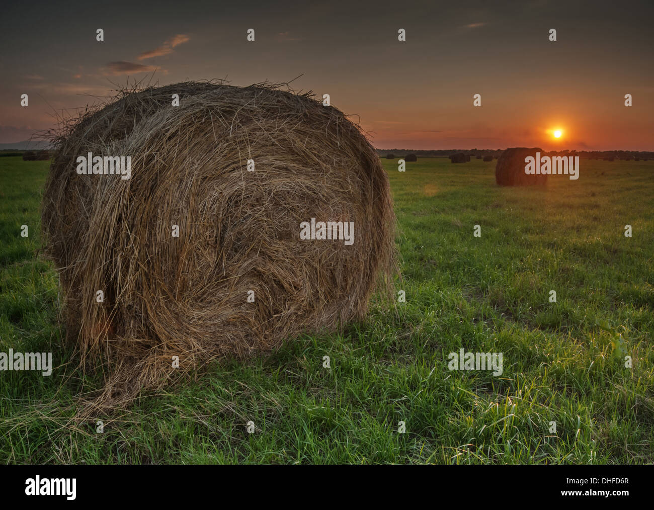 Dry hay bale on green meadow Stock Photo - Alamy