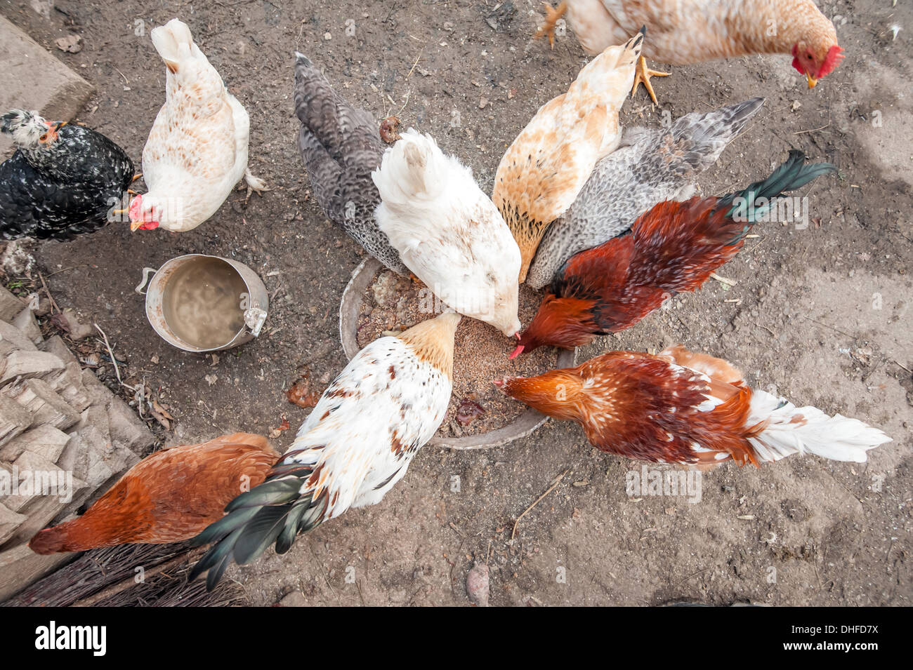 Metal family crest hi-res stock photography and images - Alamy