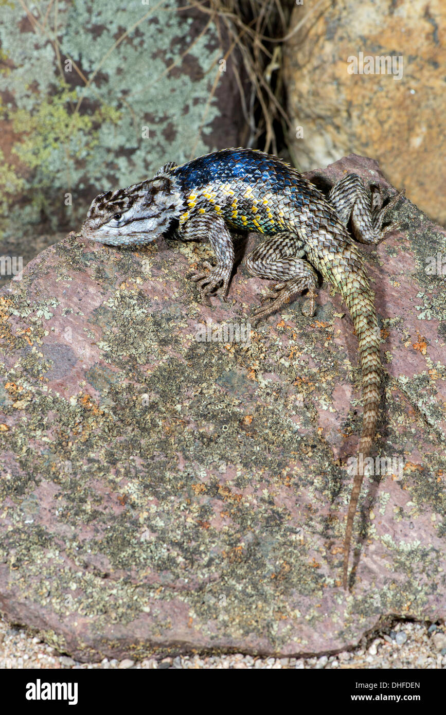 Desert Spiny Lizard Sceloperus magister Tucson, Pima County, Arizona ...