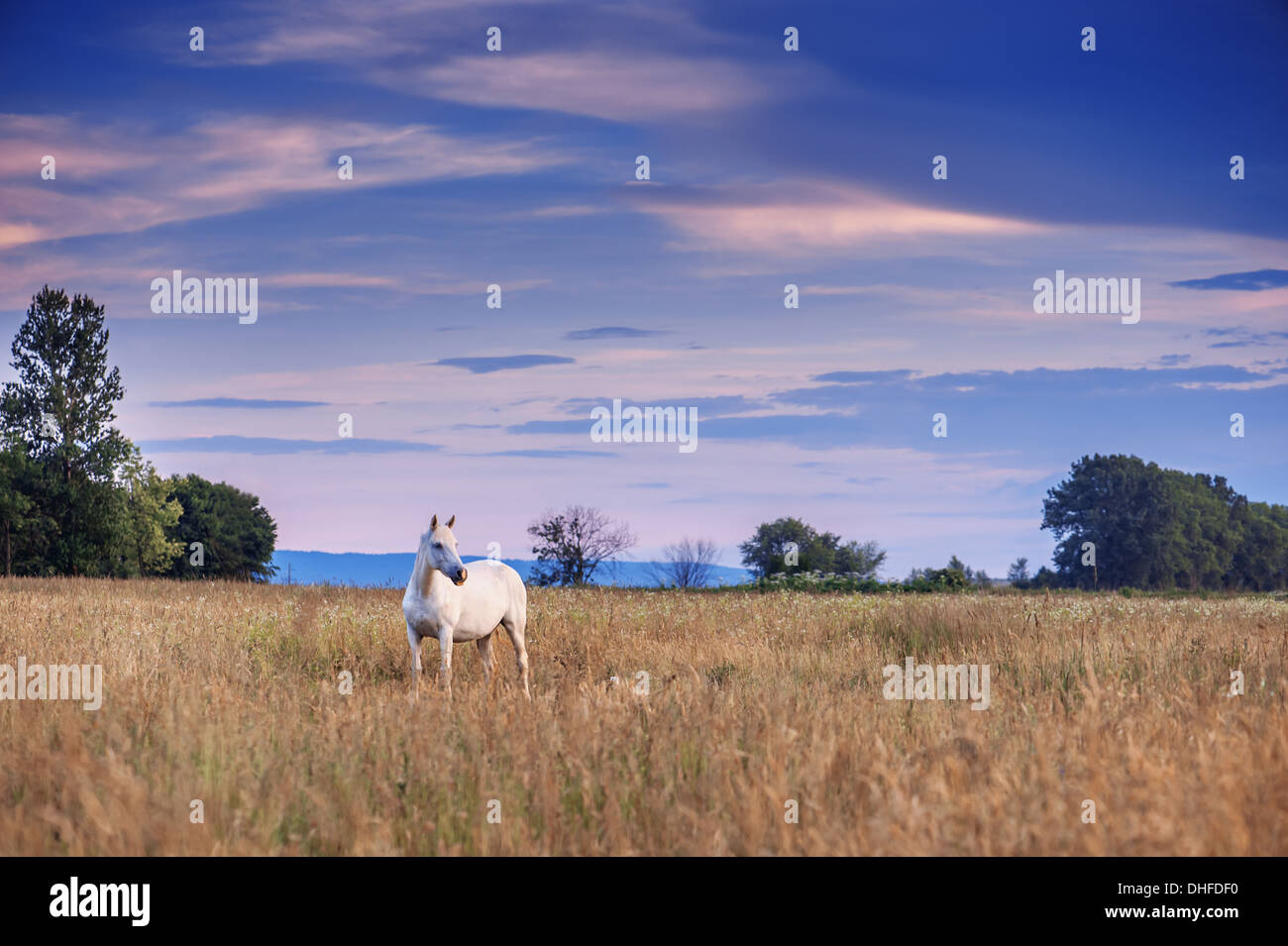 White cloud the horse hi-res stock photography and images - Alamy
