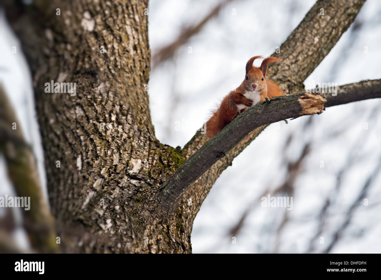 Squirrel sitting oak tree hi-res stock photography and images - Alamy