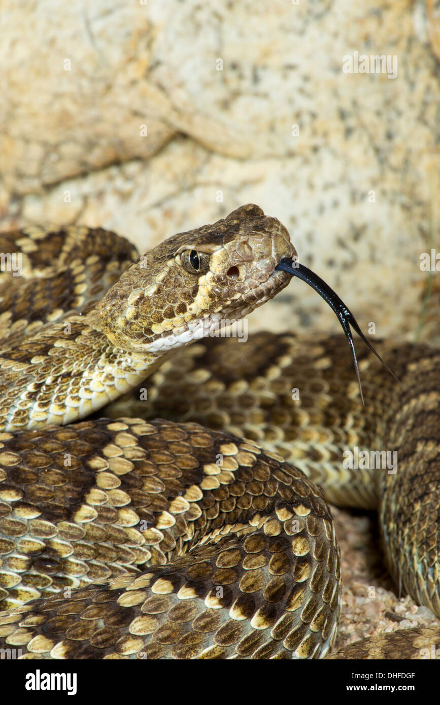 Rattlesnake crotalus scutulatus hi-res stock photography and images - Alamy