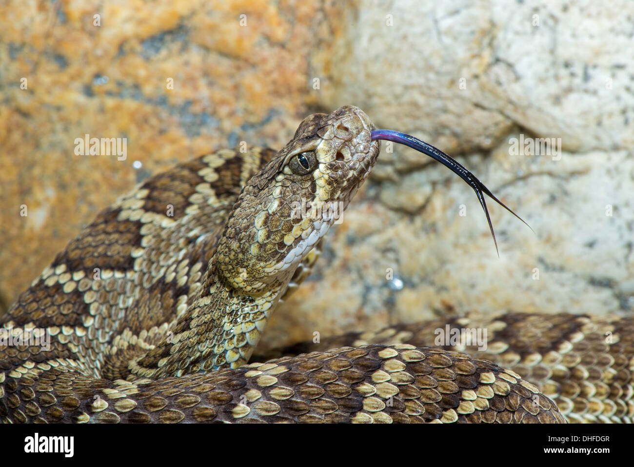 Crotalinae High Resolution Stock Photography and Images - Alamy