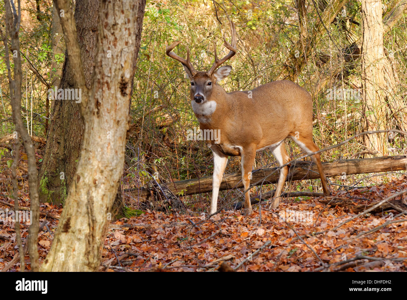 Whitetail Deer Buck standing in a woods Stock Photo - Alamy