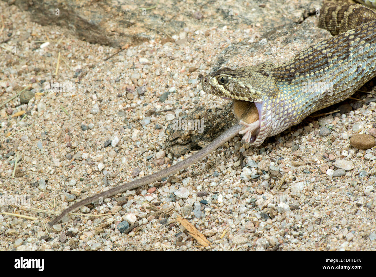 Mohave rattlesnake eating cactus mouse hi-res stock photography and ...